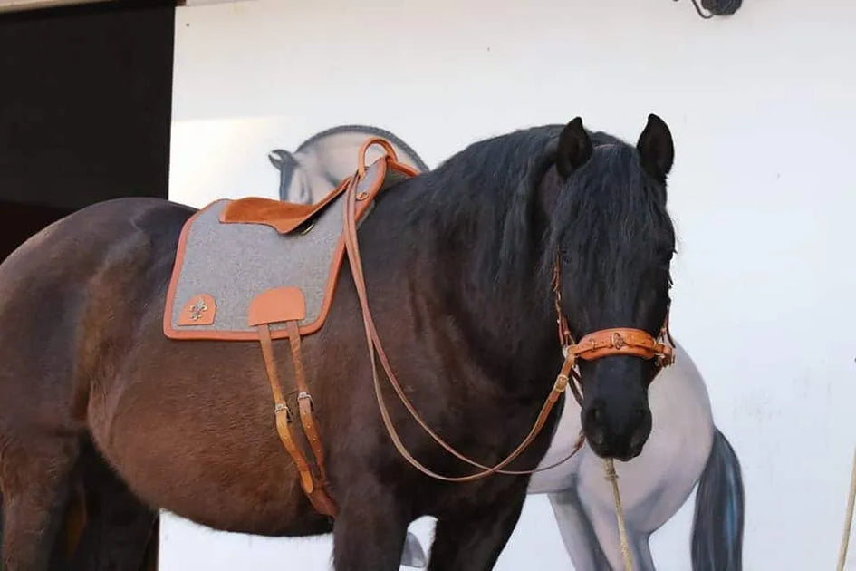 Hästsadel | Artikel | Hästsadel Blogg – Harmony Horse Hästbutik