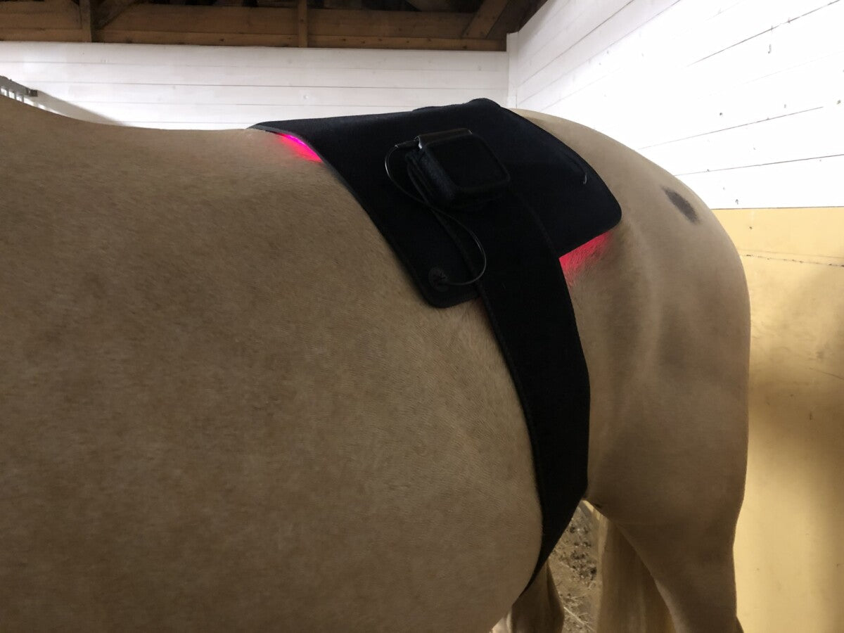 Rött Ljus Terapi Pad / Red Light Therapy Pad – Harmony Horse Hästbutik